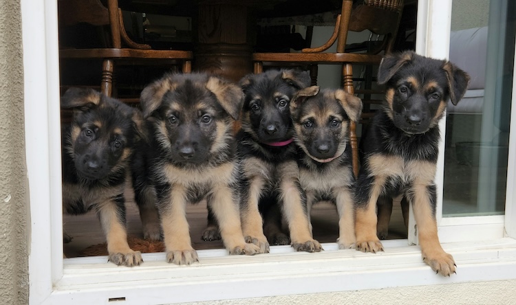 Gallery – Brooks Family K9