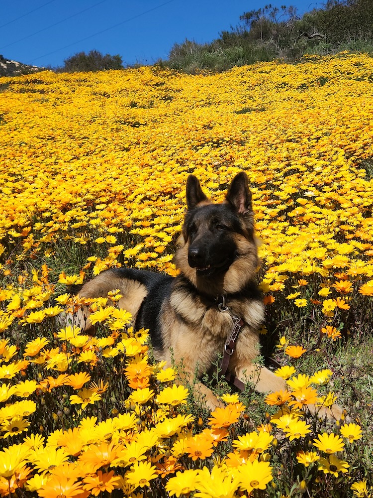 Gallery – Brooks Family K9